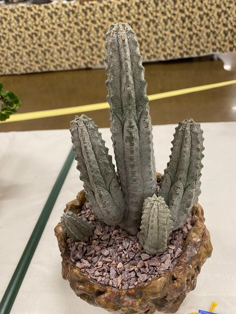 Photo of the entire plant of 'Abd al-Kuri Spurge (Euphorbia abdelkuri ...