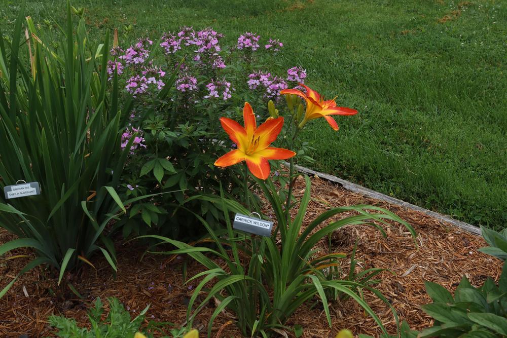 Daylily of the Day: Carrick Wildon in the Plants of the Day forum ...