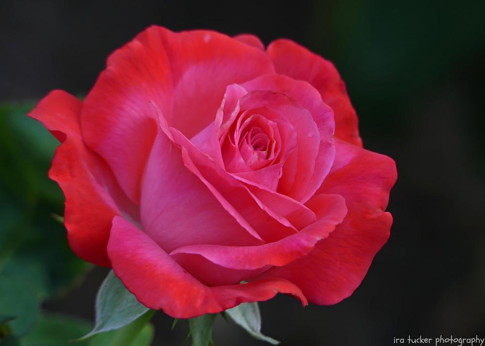Photo of the bloom of Rose (Rosa 'Milestone') posted by drirastucker ...