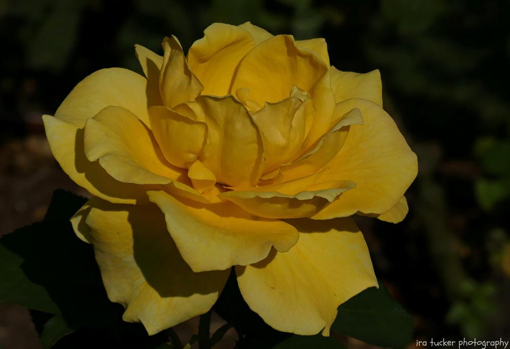 Photo of the bloom of Rose (Rosa 'Midas Touch') posted by drirastucker ...