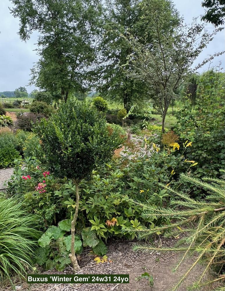 Photo of the entire plant of Korean Boxwood (Buxus sinica var ...