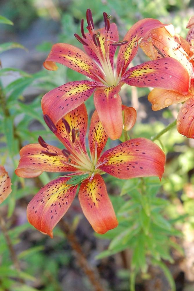 Photo of the bloom of Asiatic Lily (Lilium 'Firestar') posted by ...