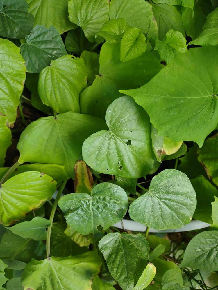 What is chewing the leaves? in the Ask a Question forum - Garden.org