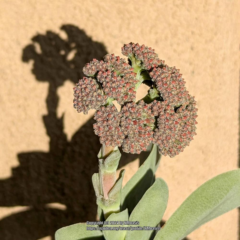 Photo of the closeup of buds, sepals and receptacles of Propeller Plant ...