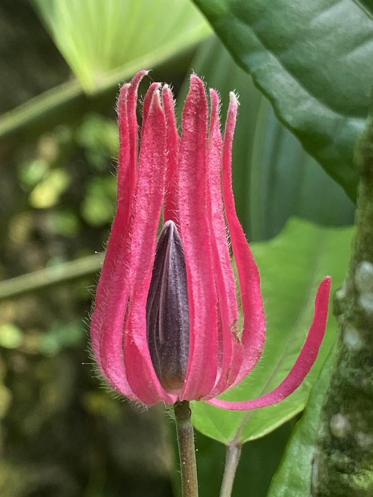 Photo of the bloom of Brazilian Candles (Pavonia multiflora) posted by ...