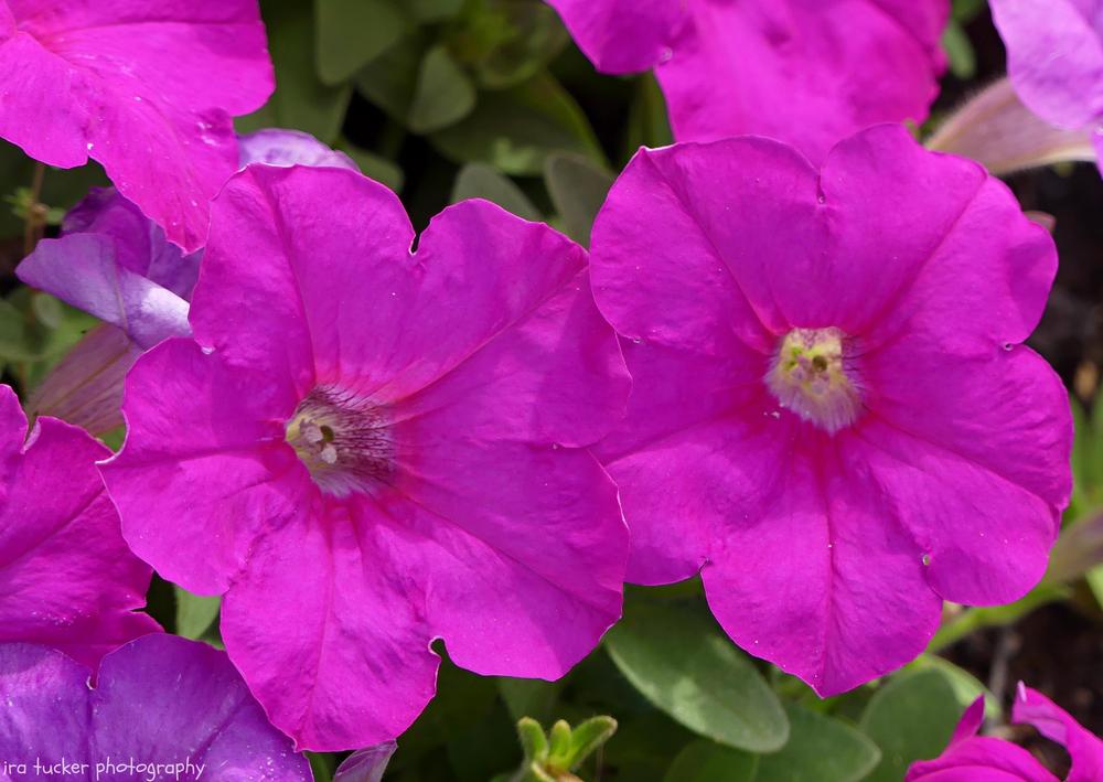 Photo of the bloom of Multiflora Spreading/Trailing Petunia (Petunia ...