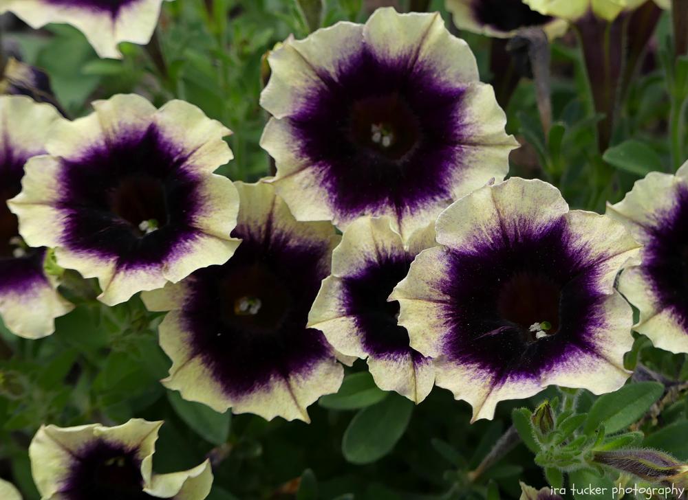 Photo of the bloom of Petunia Surfinia® Heavenly Blackberries & Cream ...