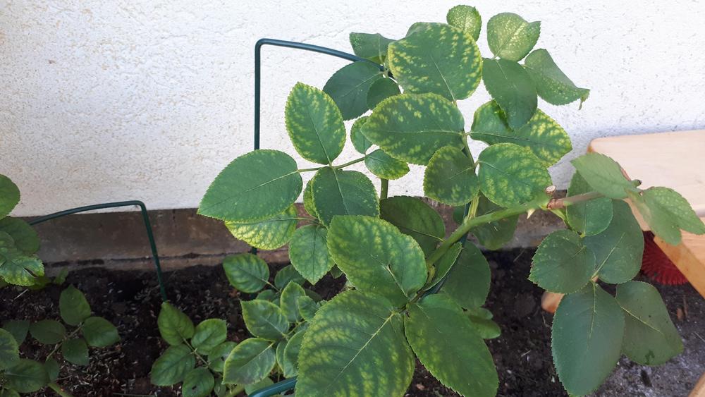 Nutrient deficiency in roses? in the Roses forum - Garden.org