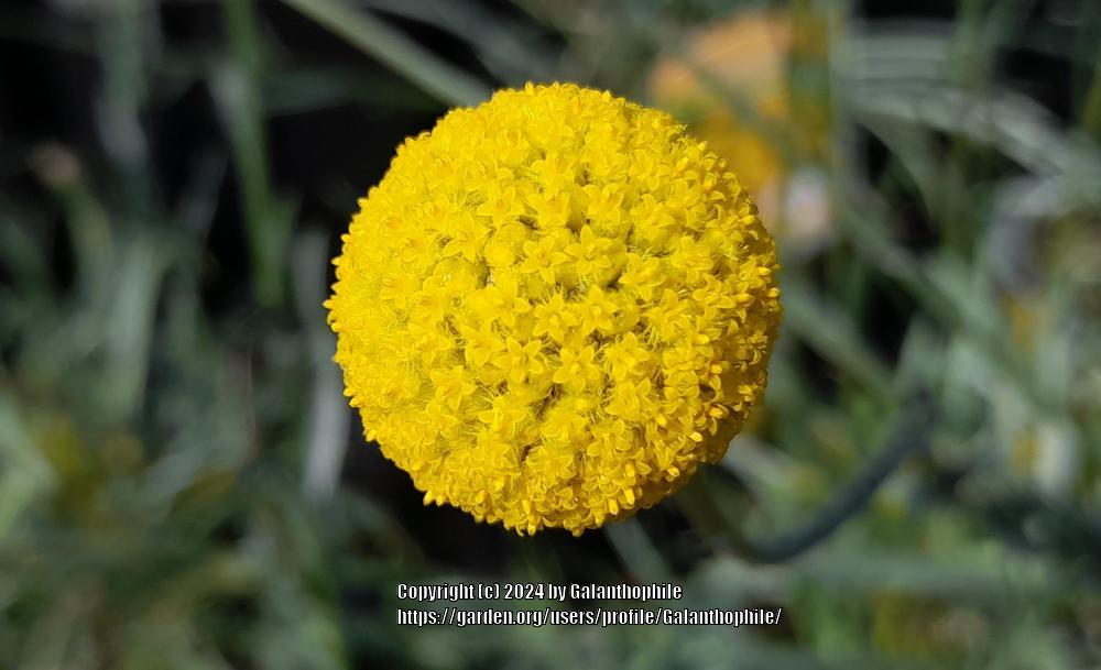 Photo of the bloom of Billy Buttons (Pycnosorus globosus Golf™ Beauty ...