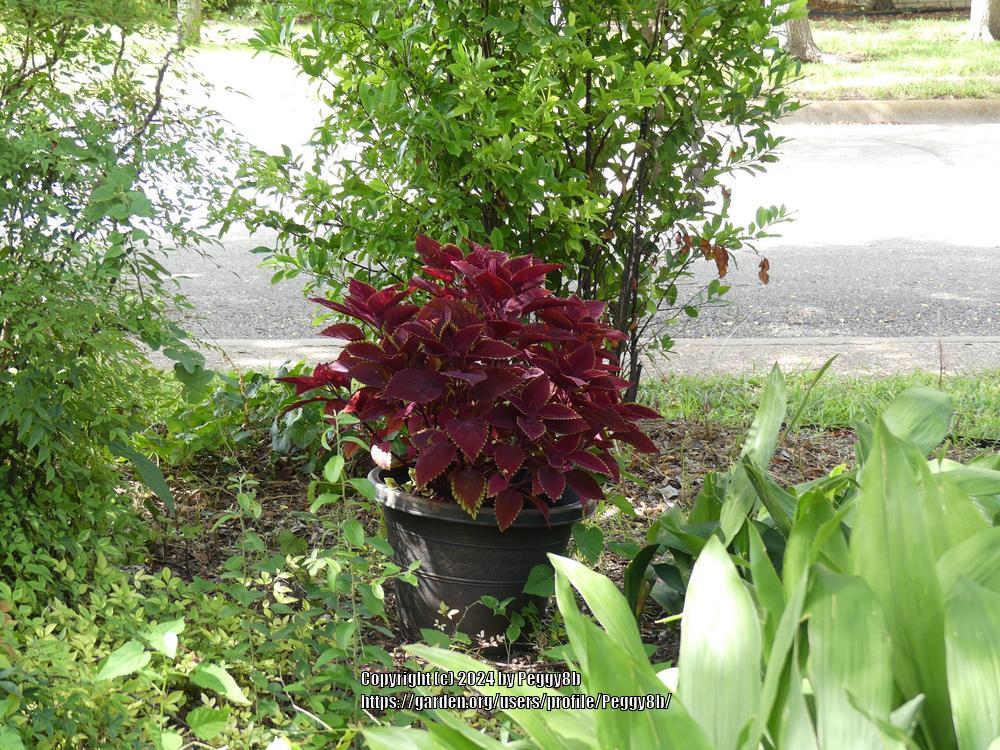 Photo of the entire plant of Coleus (Coleus scutellarioides ColorBlaze ...
