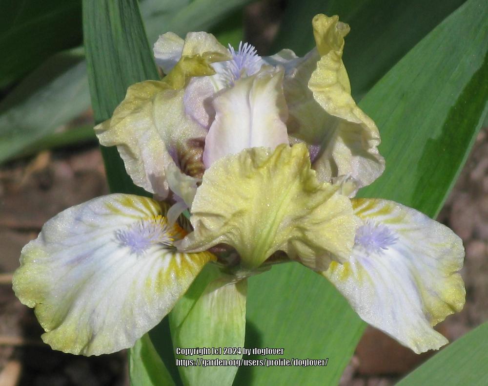 Photo of the bloom of Miniature Dwarf Bearded Iris (Iris 'Mighty Mouse ...