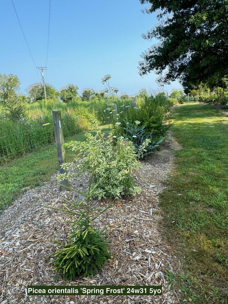 Photo of the entire plant of Spruce (Picea orientalis 'Spring Frost ...