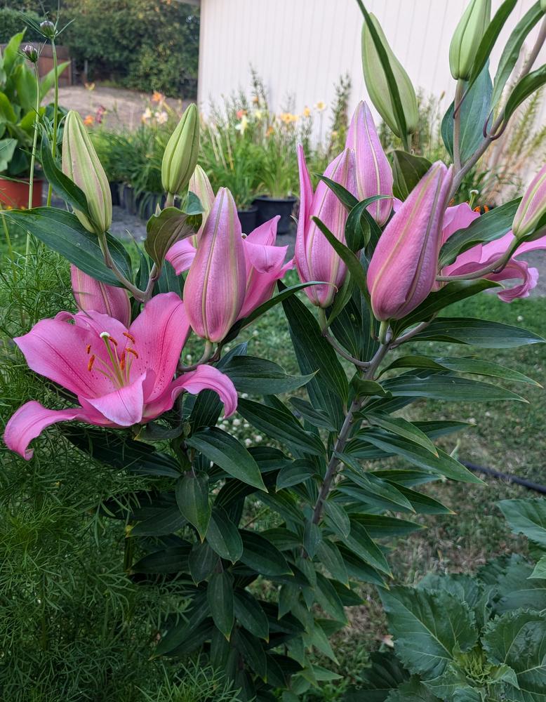 Photo of the entire plant of Lily (Lilium 'Praiano') posted by Joy ...