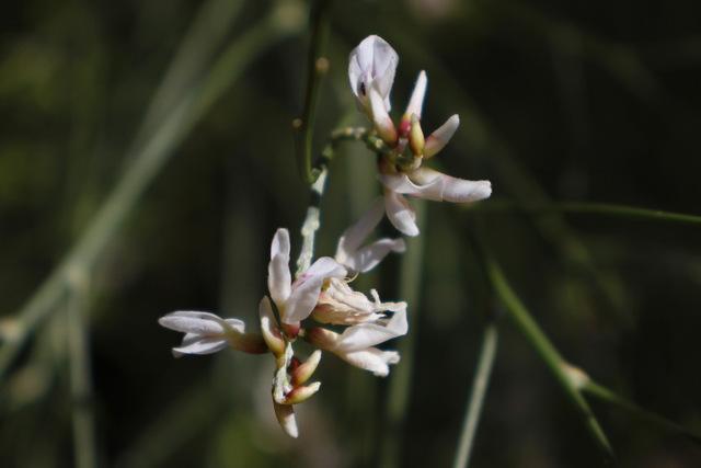 Photo of the bloom of Bridal Broom (Retama monosperma) posted by ...