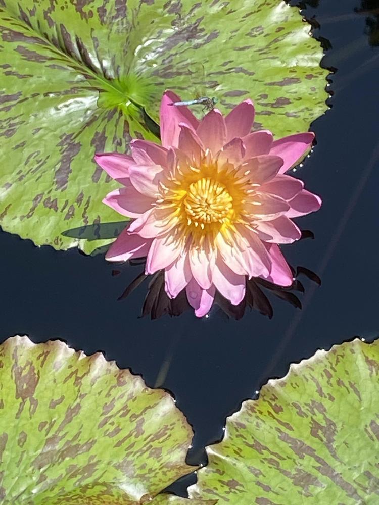Photo of the bloom of Tropical Day-Blooming Water Lily (Nymphaea ...