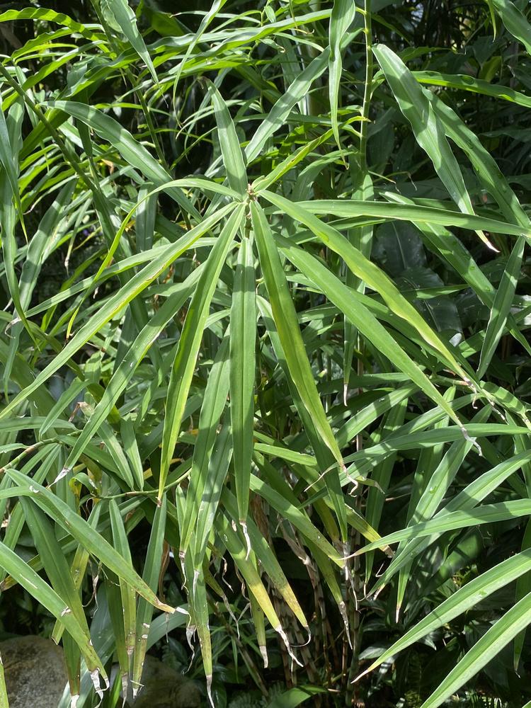 Photo of the leaves of Bamboo Ginger (Costus stenophyllus) posted by SL ...