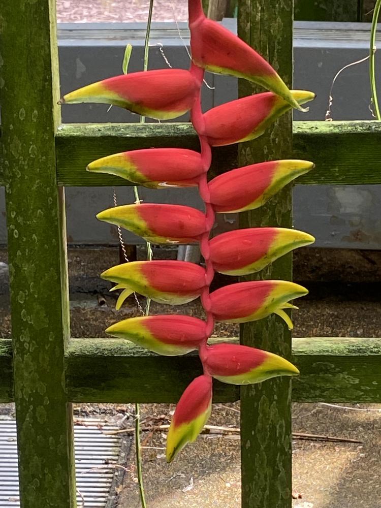 Photo of the bloom of Hanging Lobster Claw (Heliconia rostrata) posted ...