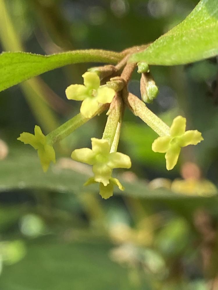 Indoor Oak (Buddleja indica) in the Butterfly Bushes Database - Garden.org