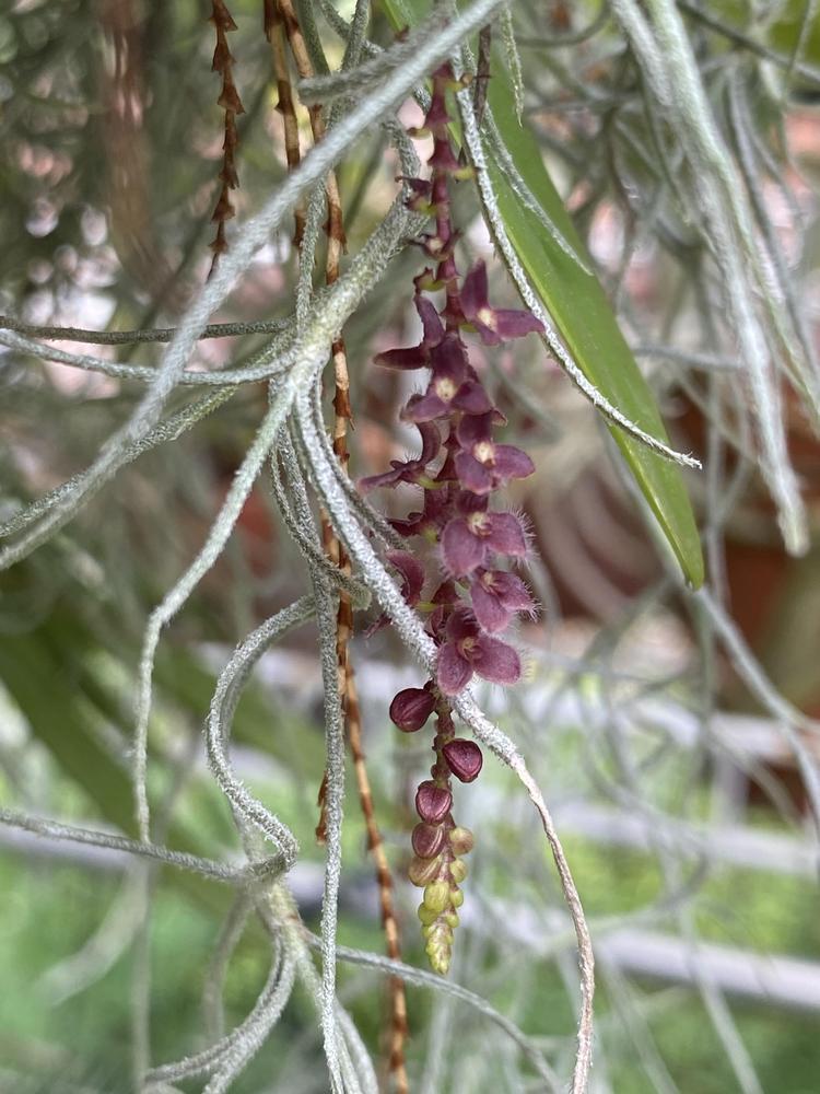 Photo of the stem, scape, stalk or bark of Orchid (Stelis ciliaris ...