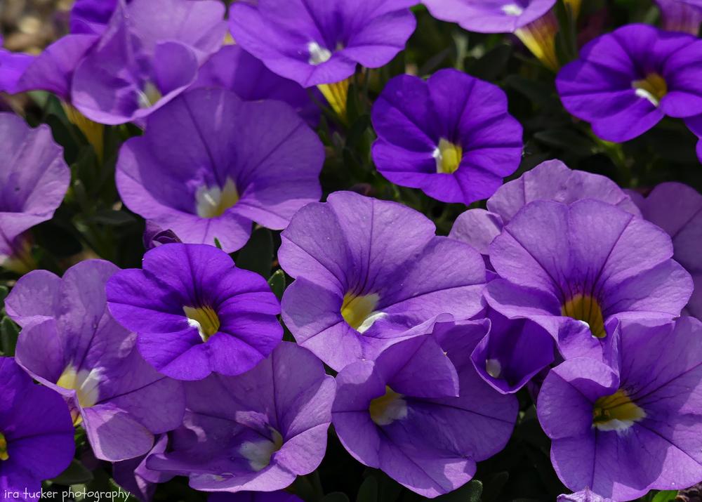 Photo of the bloom of Million Bells (Calibrachoa Lia™ Sky Blue) posted ...