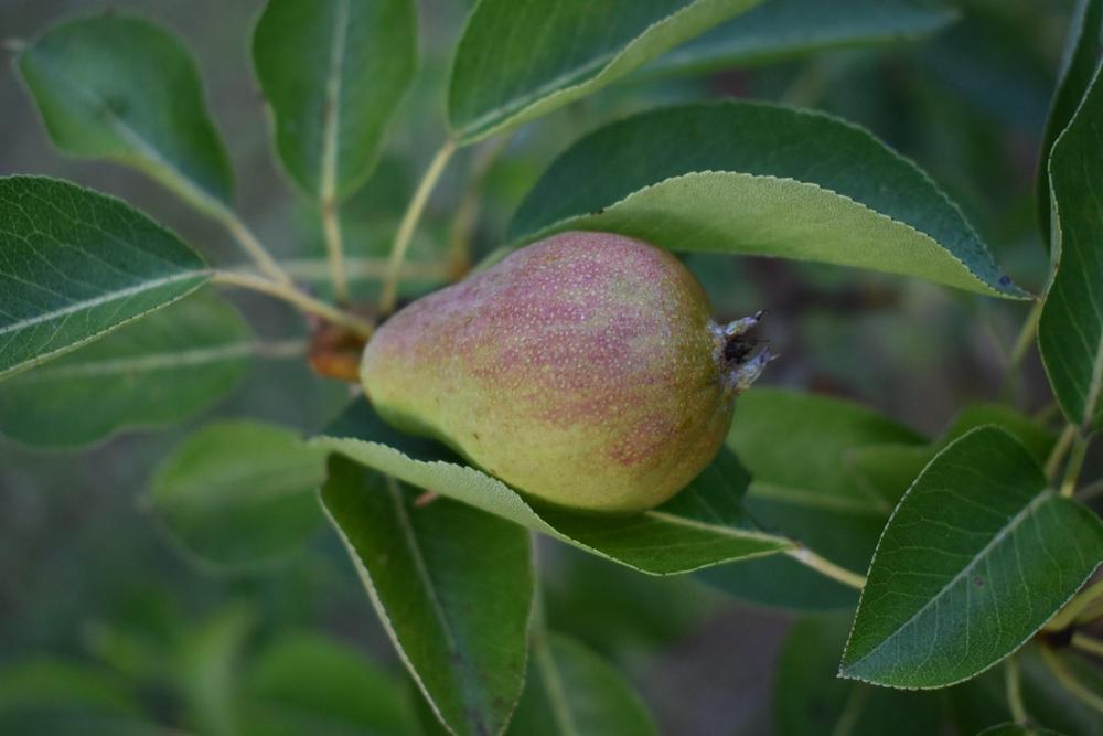 The Main Plant entry for Pears (Pyrus) - Garden.org