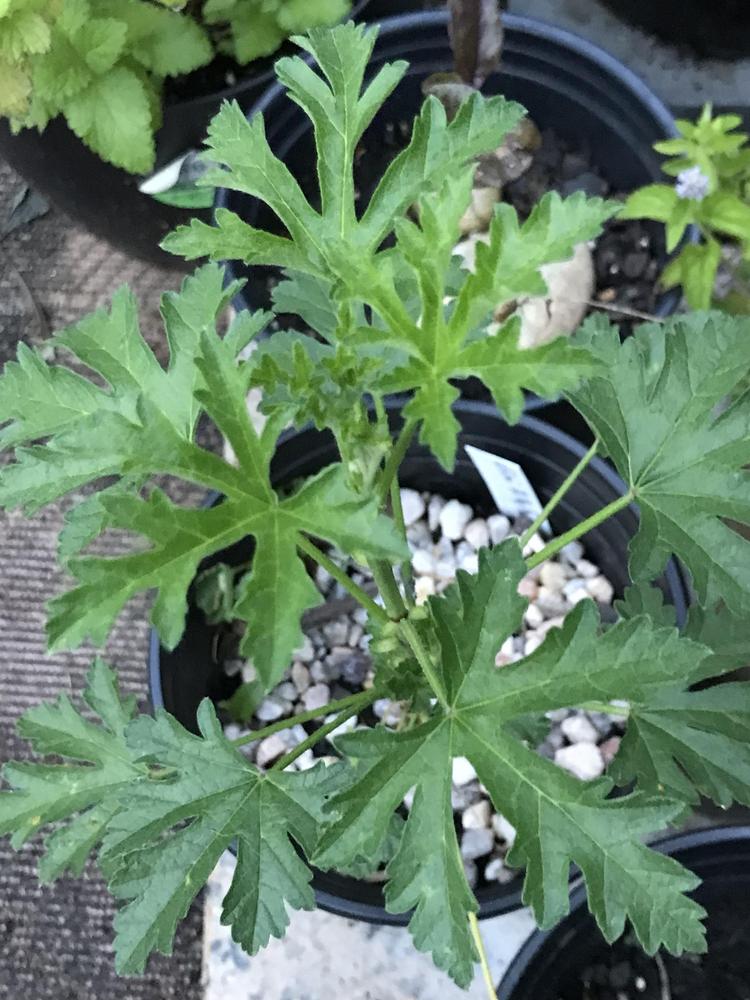 Photo of the entire plant of Checker Mallow (Sidalcea 'Party Girl ...