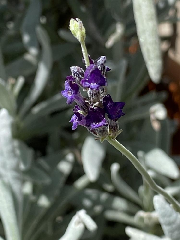 Photo of the bloom of Woolly Lavender (Lavandula lanata) posted by SL ...