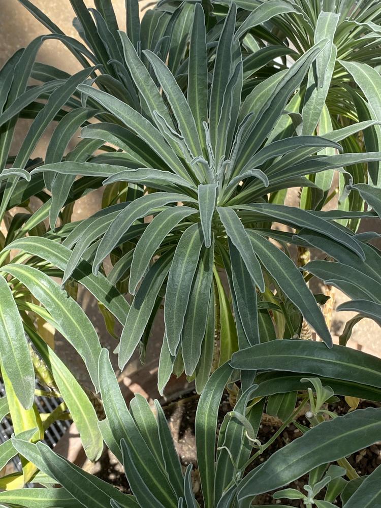 Photo of the leaves of Hoary Stock (Matthiola incana subsp. incana ...