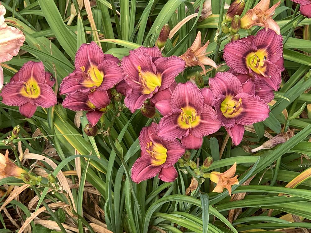 Photo of the entire plant of Daylily (Hemerocallis 'Purple De Oro ...