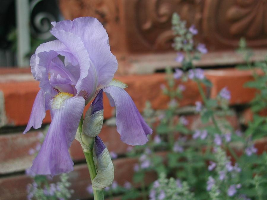 Photo of the bloom of Species Iris (Iris pallida 'Zebra') posted by ...