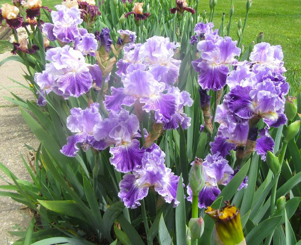 Photo of the entire plant of Tall Bearded Iris (Iris 'Fancy Dress ...