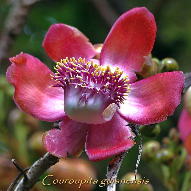 Photo of the bloom of Cannon Ball Tree (Couroupita guianensis) posted ...