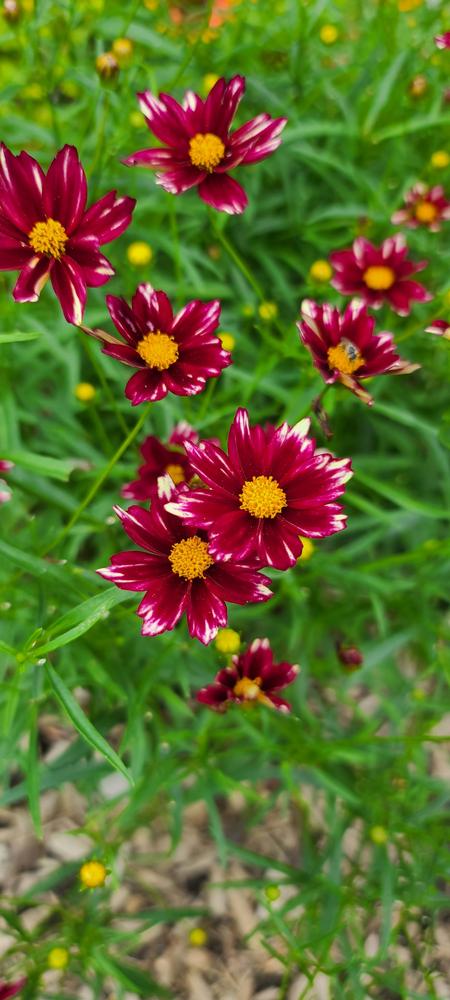 Photo of the bloom of Tickseed (Coreopsis Big Bang™ Mercury Rising ...