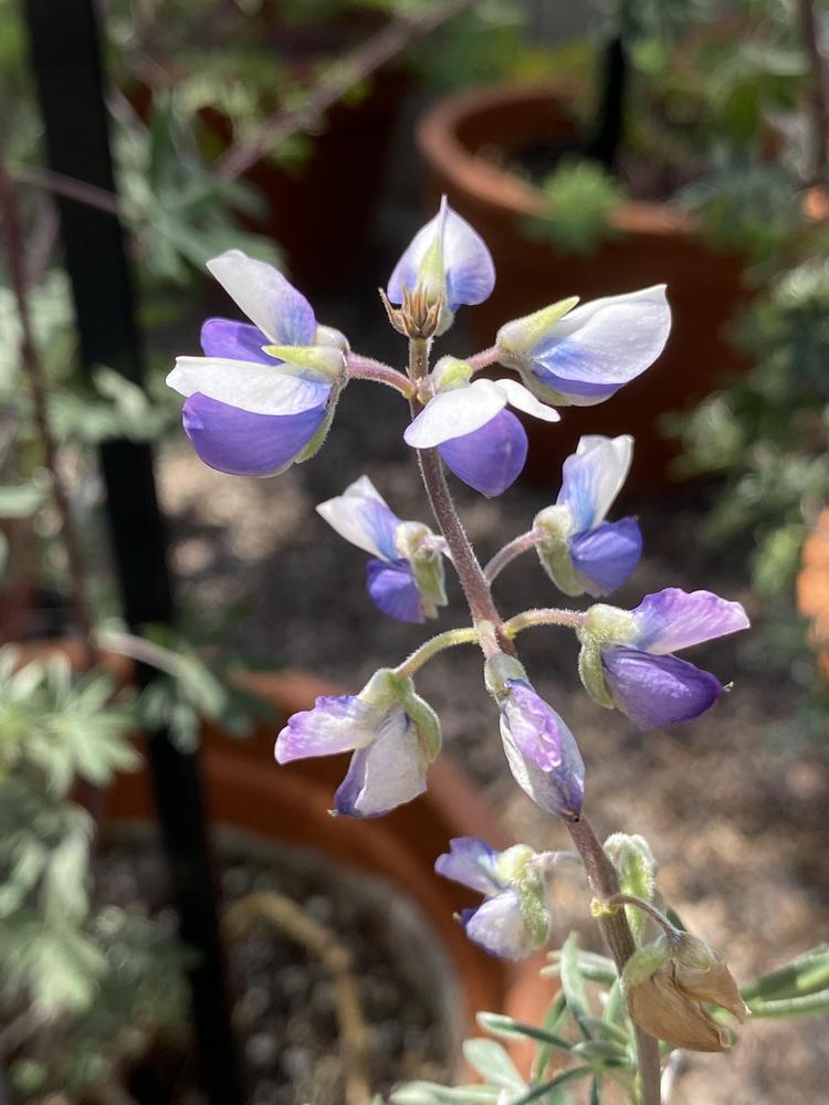 Photo of the bloom of Riverbank lupine (Lupinus rivularis) posted by SL ...