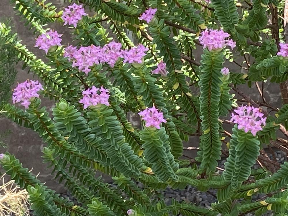 Photo of the bloom of Pink Rice Flower (Pimelea ferruginea) posted by ...