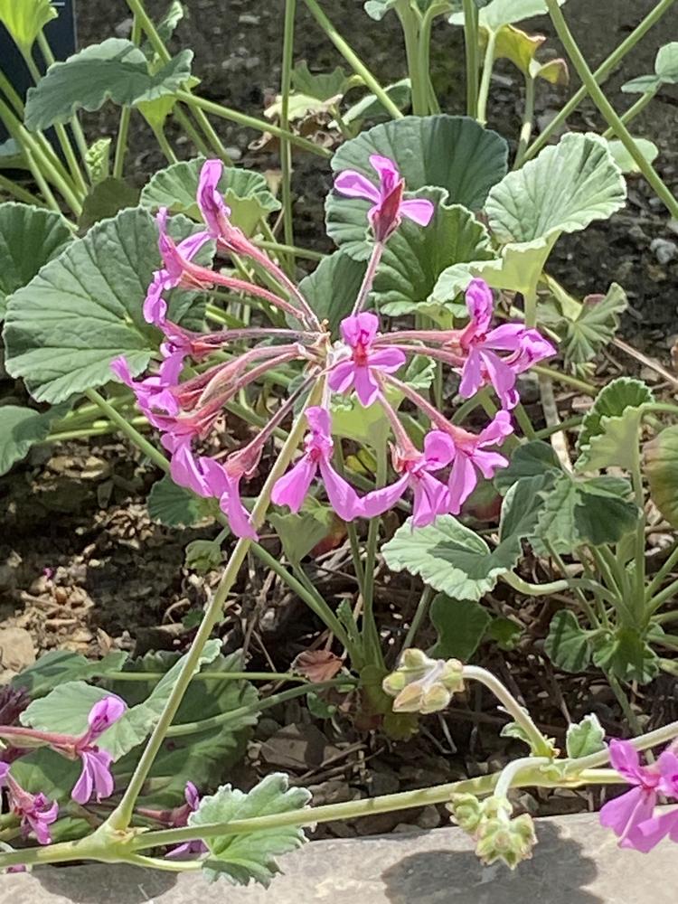 Photo of the bloom of South African Geranium (Pelargonium sidoides ...