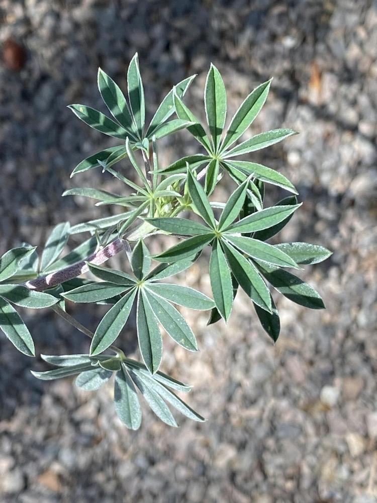 Photo of the leaves of Riverbank lupine (Lupinus rivularis) posted by ...