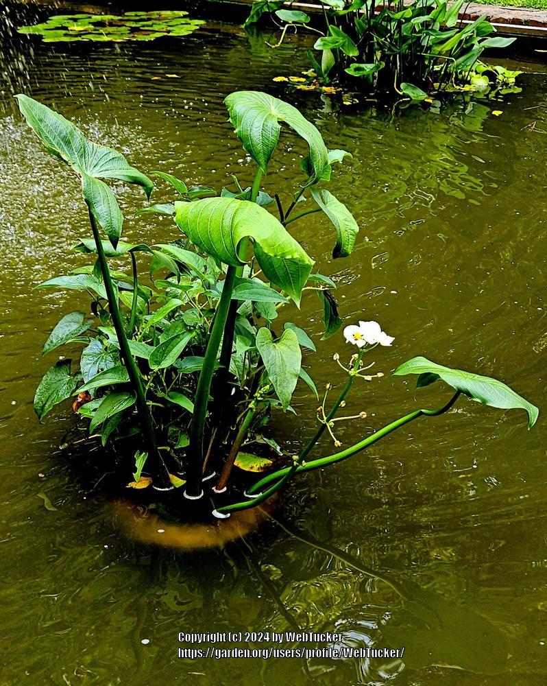 Photo of the entire plant of Aztec Arrowhead (Sagittaria montevidensis ...