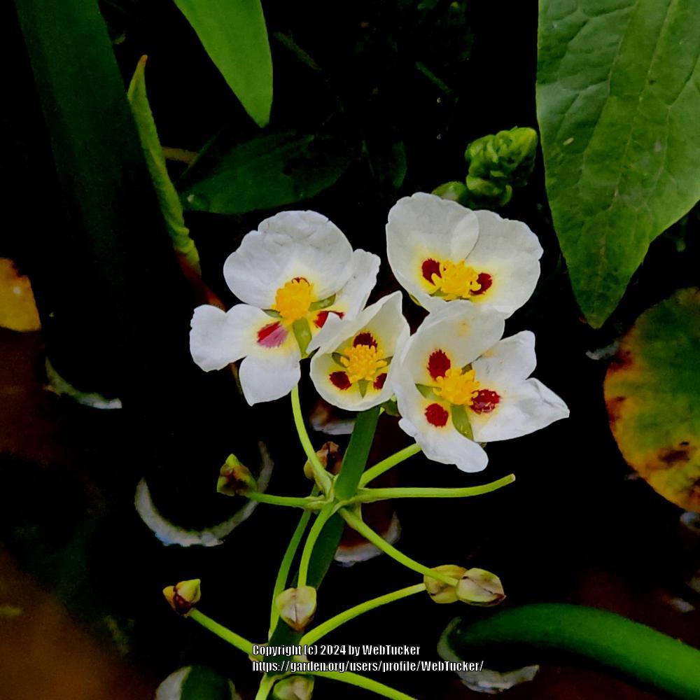 Photo of the bloom of Aztec Arrowhead (Sagittaria montevidensis) posted ...