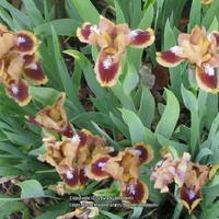 Photo of the bloom of Standard Dwarf Bearded Iris (Iris 'Café Mocha') posted by doglover ...