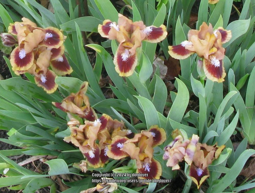Photo of the bloom of Standard Dwarf Bearded Iris (Iris 'Café Mocha') posted by doglover ...