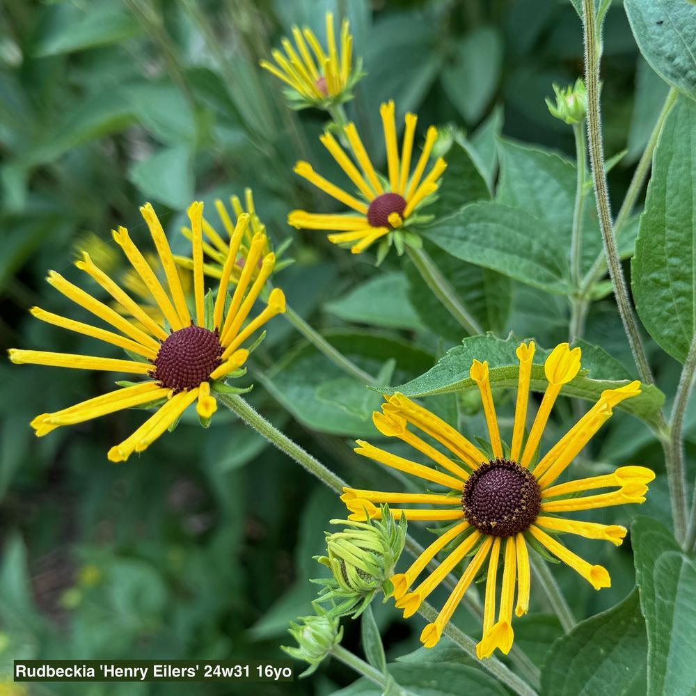 Photo of the bloom of Sweet Coneflower (Rudbeckia subtomentosa 'Henry Eilers') posted by ...