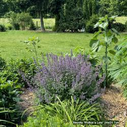 Catmint (Nepeta x faassenii 'Walker's Low') in the Catmints Database - Garden.org