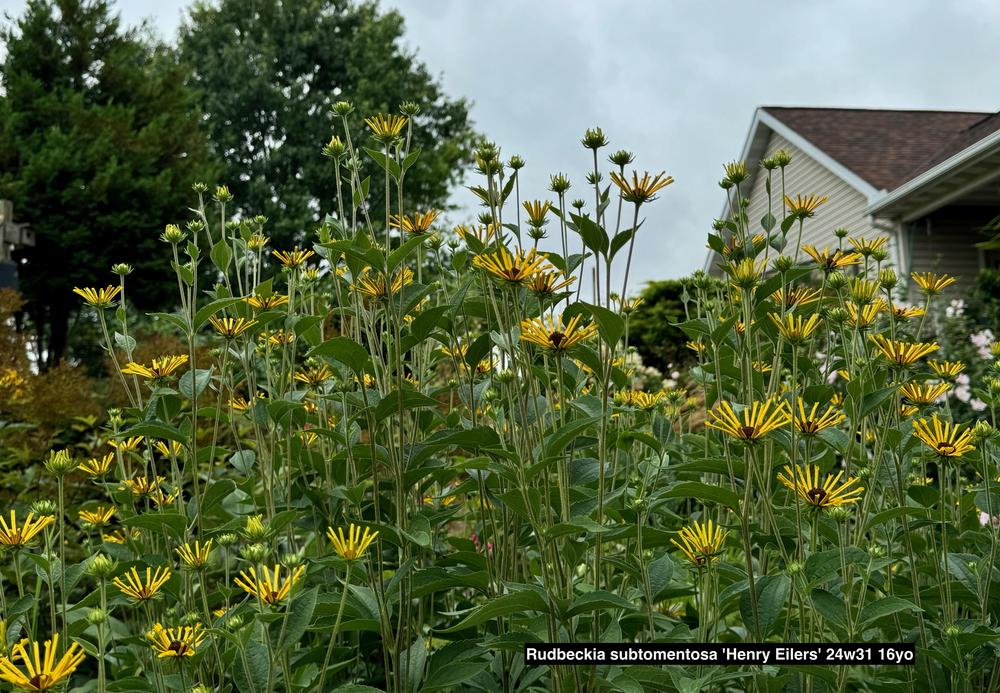 Photo of the bloom of Sweet Coneflower (Rudbeckia subtomentosa 'Henry Eilers') posted by ...