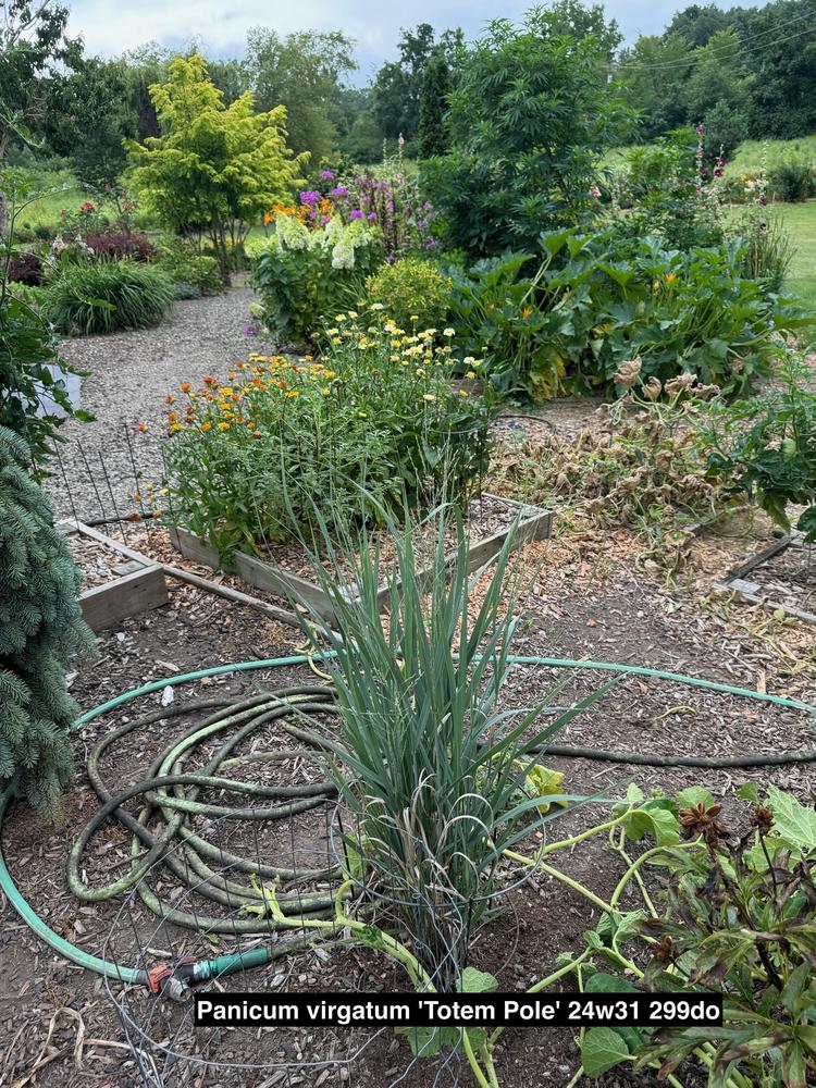 Photo of the seedling or young plant of Switchgrass (Panicum virgatum ...