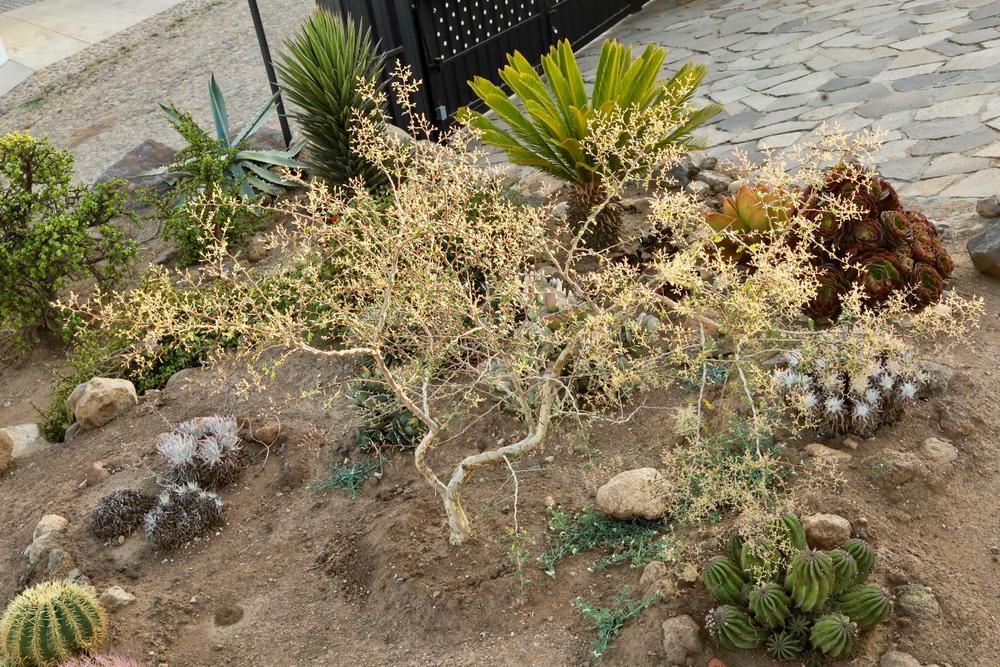 Photo of the entire plant of Baja Elephant Bush (Pachycormus discolor ...