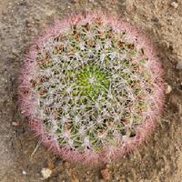 Photo of the entire plant of Giant Chin Cactus (Gymnocalycium saglionis ...