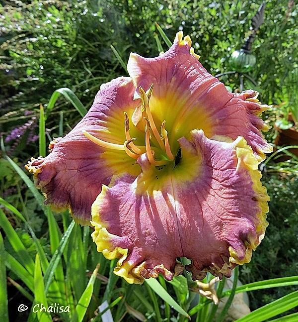 Daylily (Hemerocallis 'Blue Eden') in the Daylilies Database - Garden.org