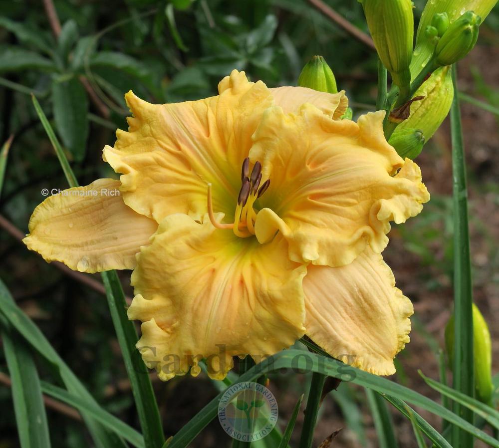 Photo of the bloom of Daylily (Hemerocallis 'Fiddle of Gold') posted by ...
