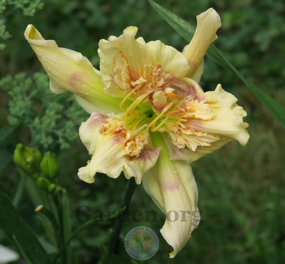 Photo of the bloom of Daylily (Hemerocallis 'Sculpted Fancy Feathers') posted by Char - Garden.org